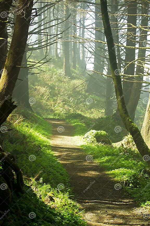 Forest Path stock photo. Image of bright, beam, guide - 24920260