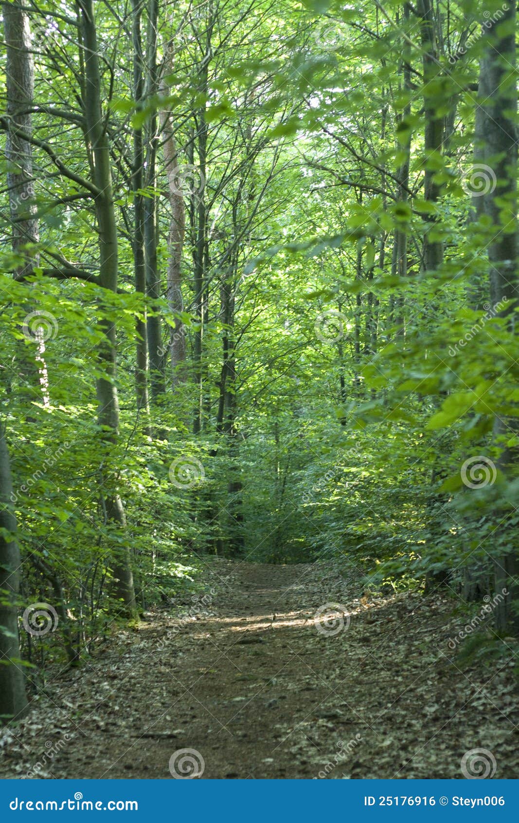 Forest path stock photo. Image of pine, woods, beech - 25176916
