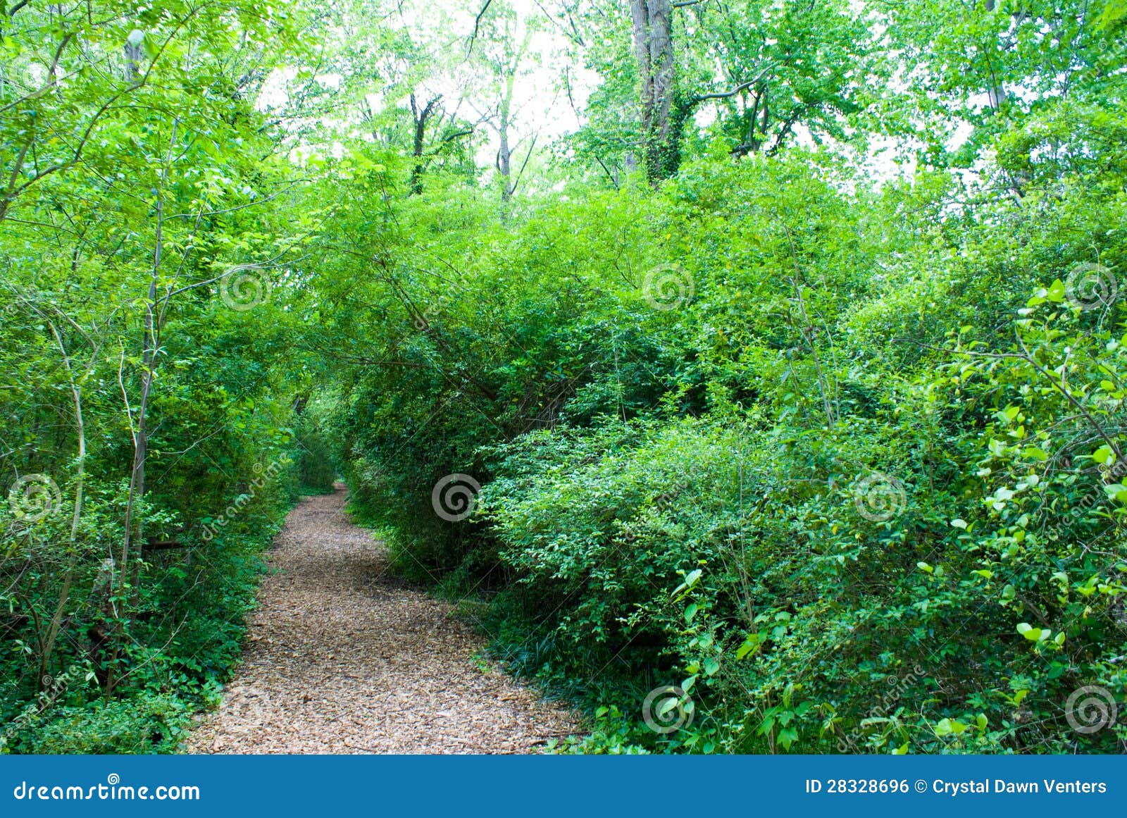 Forest Path stock photo. Image of trail, trees, foliage - 28328696