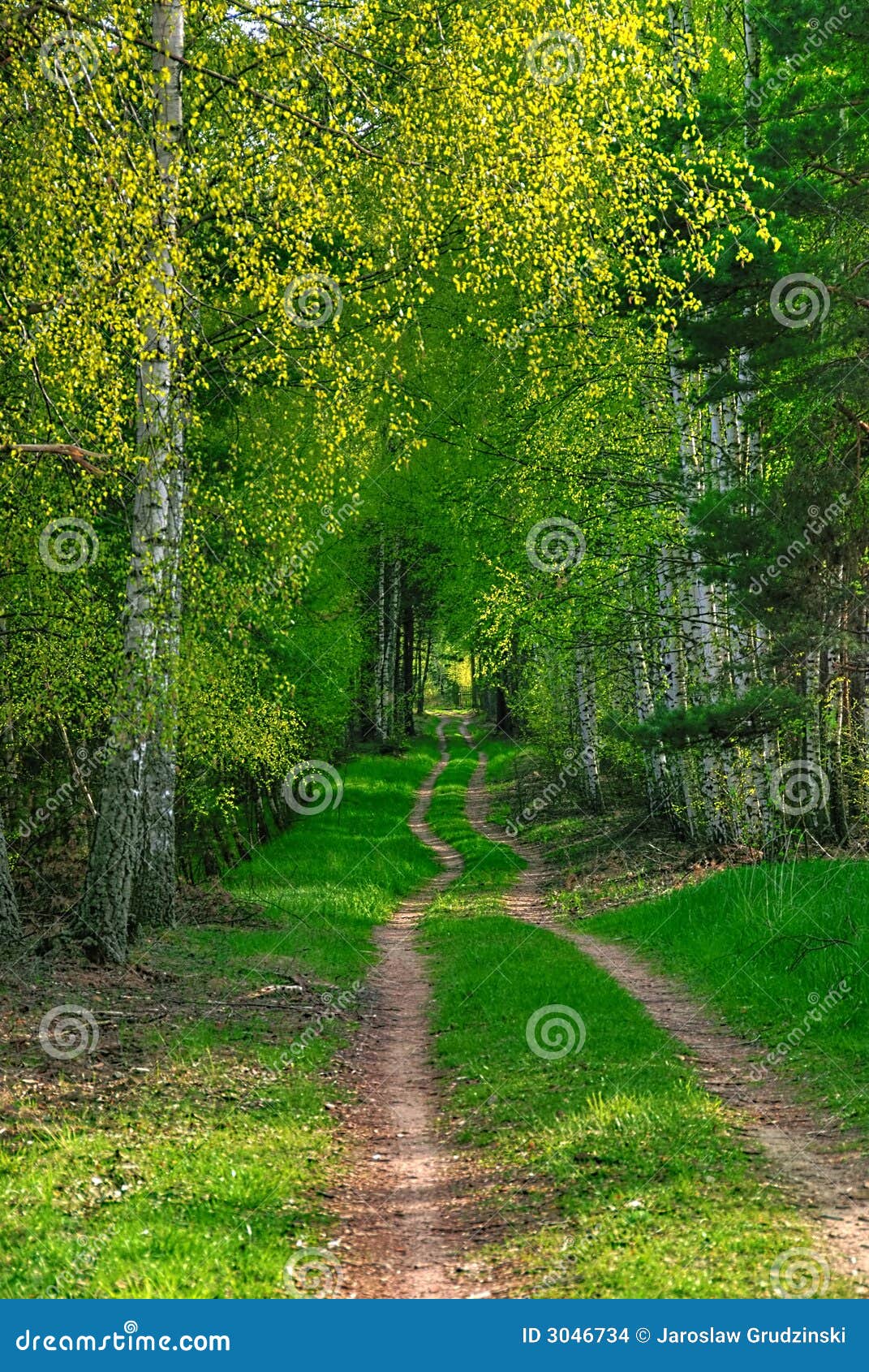 A forest path stock photo. Image of leaves, light, trees - 3046734