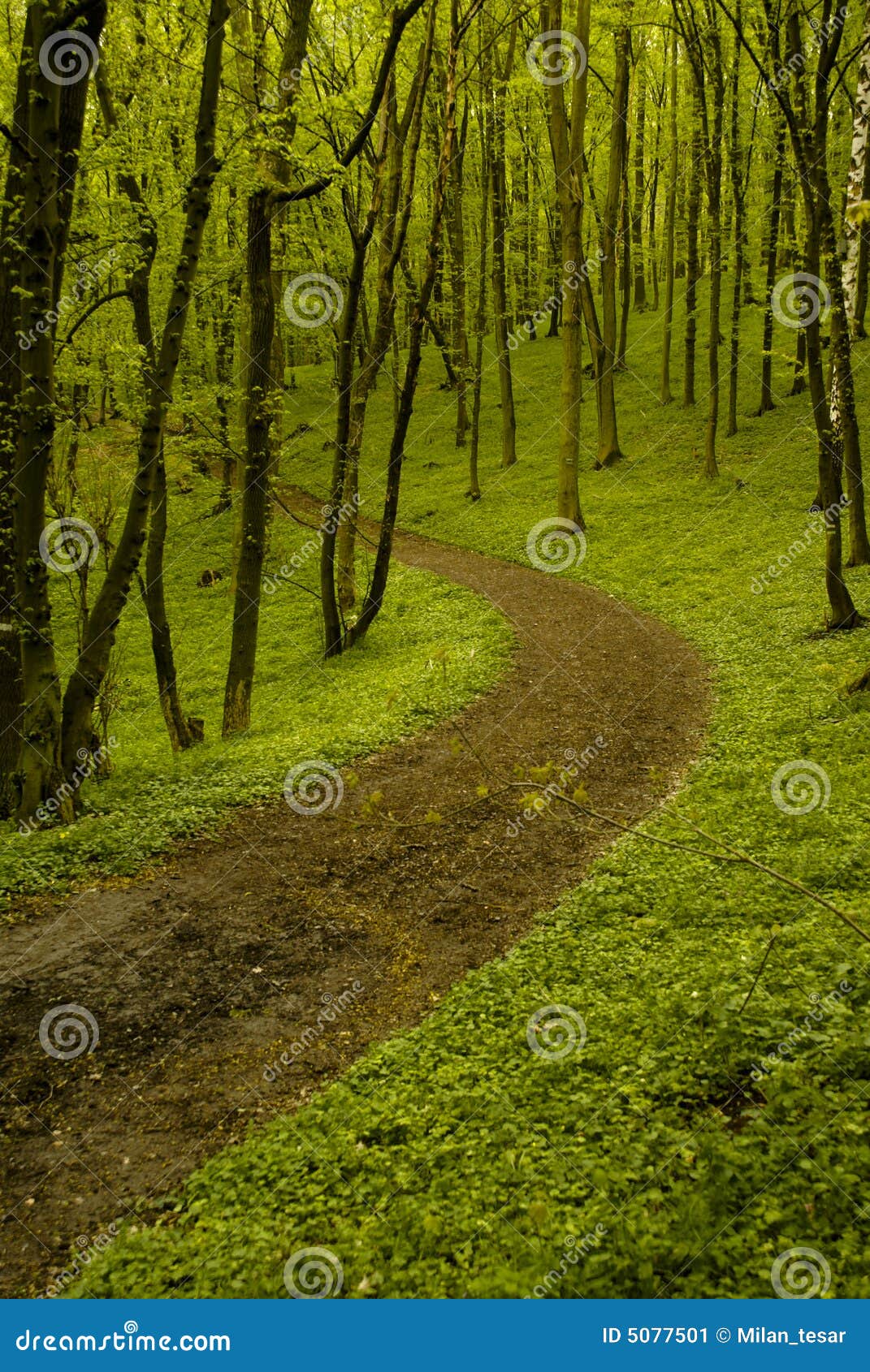 Forest Path Picture. Image: 5077501