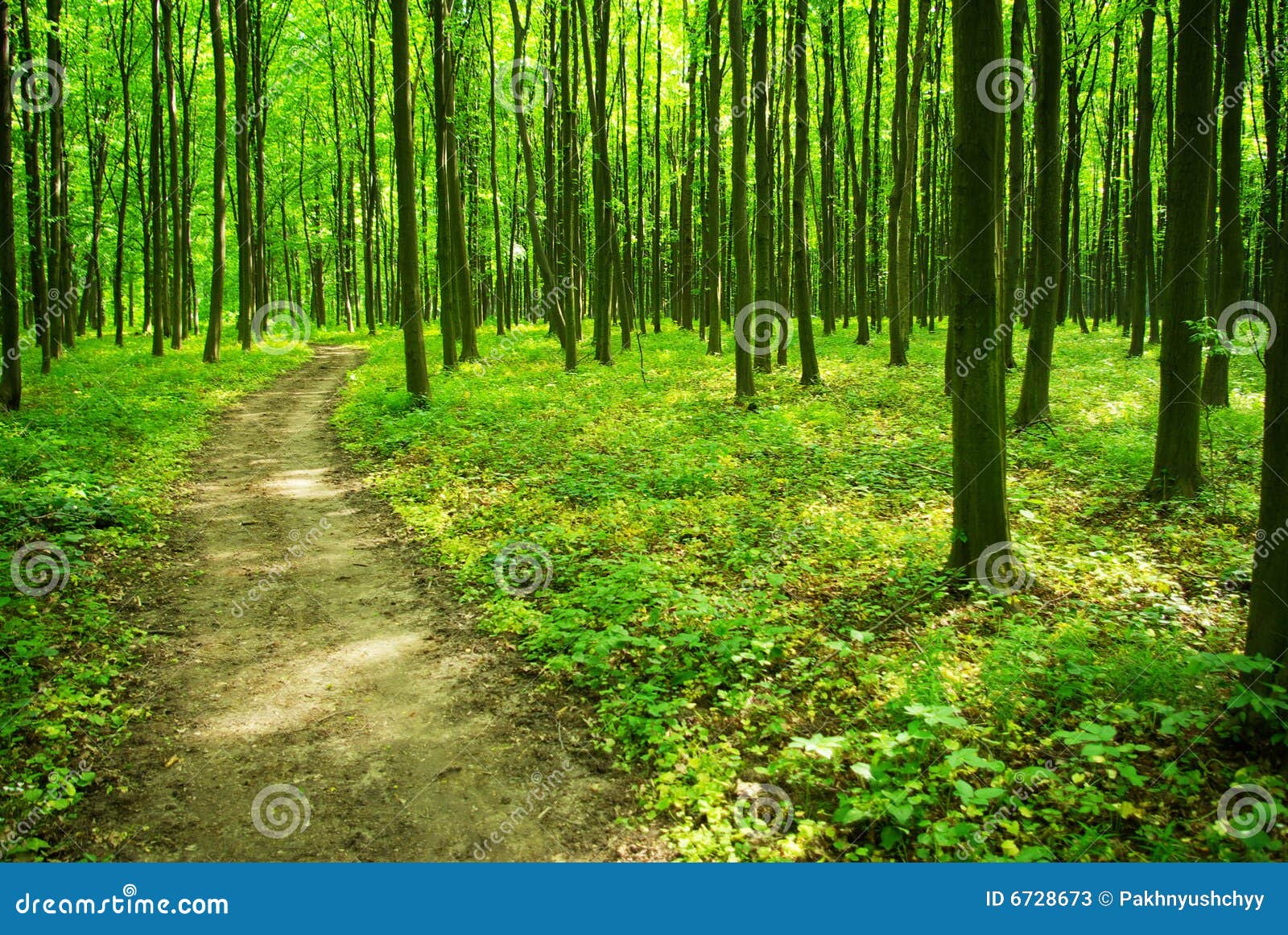 Forest path stock image. Image of misty, light, natural - 6728673