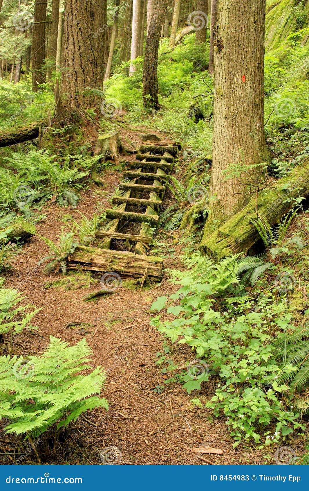 Forest path stock image. Image of outdoors, steep, forest - 8454983