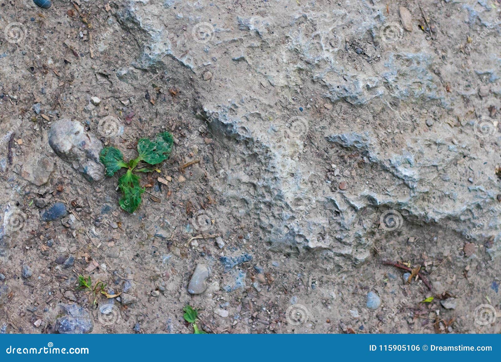 Forest path from above stock photo. Image of close, tree - 115905106