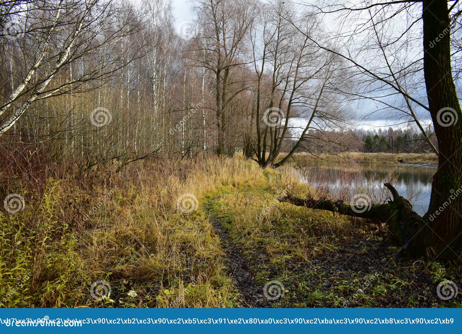 Forest Path Along the River. Birch Grove Stock Photo - Image of grove ...