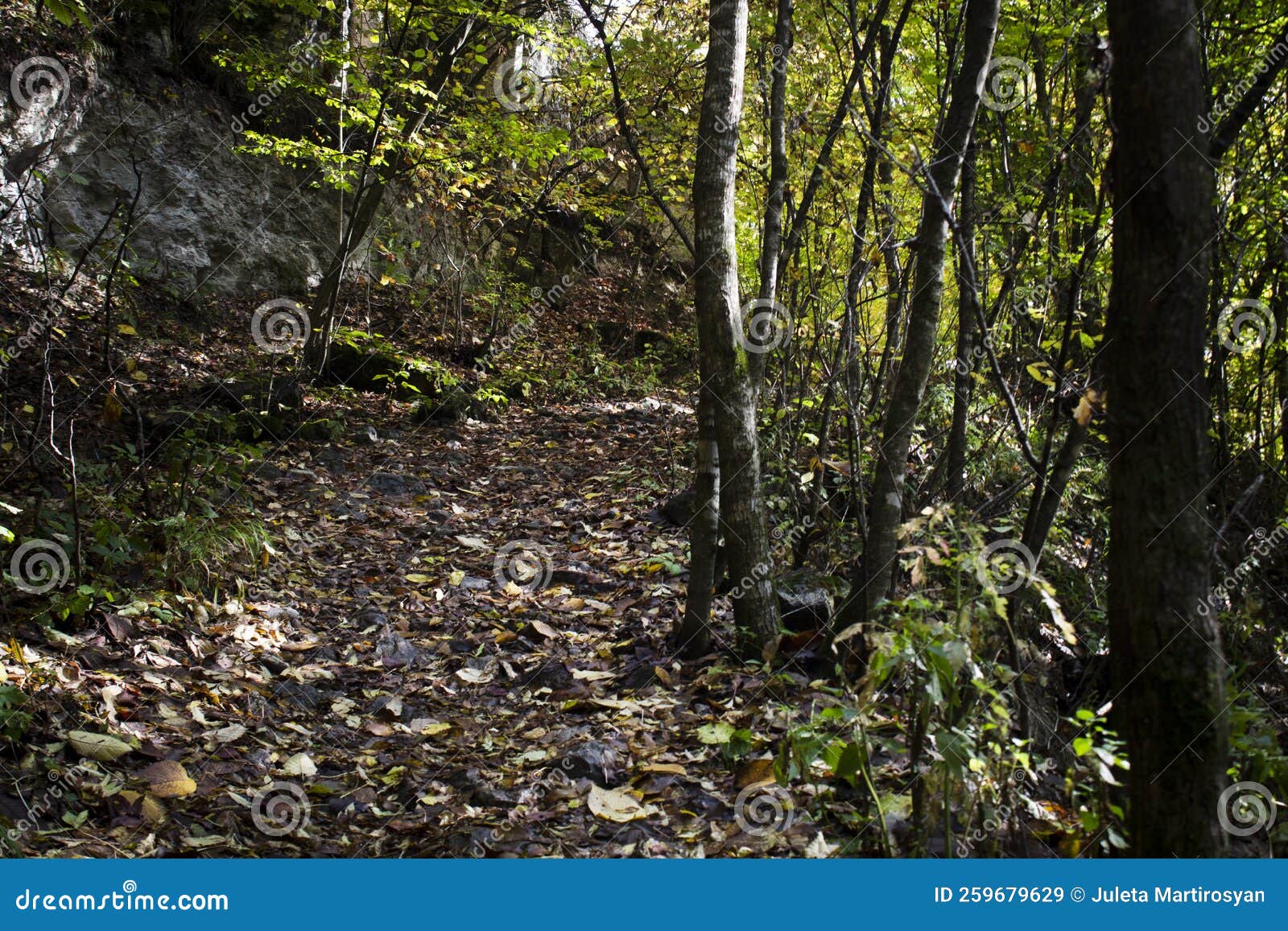 Forest Path and Autumn Leaves Stock Image - Image of foliage, forest ... Forest Path and Autumn Leaves Stock Image - Image of foliage, forest ...