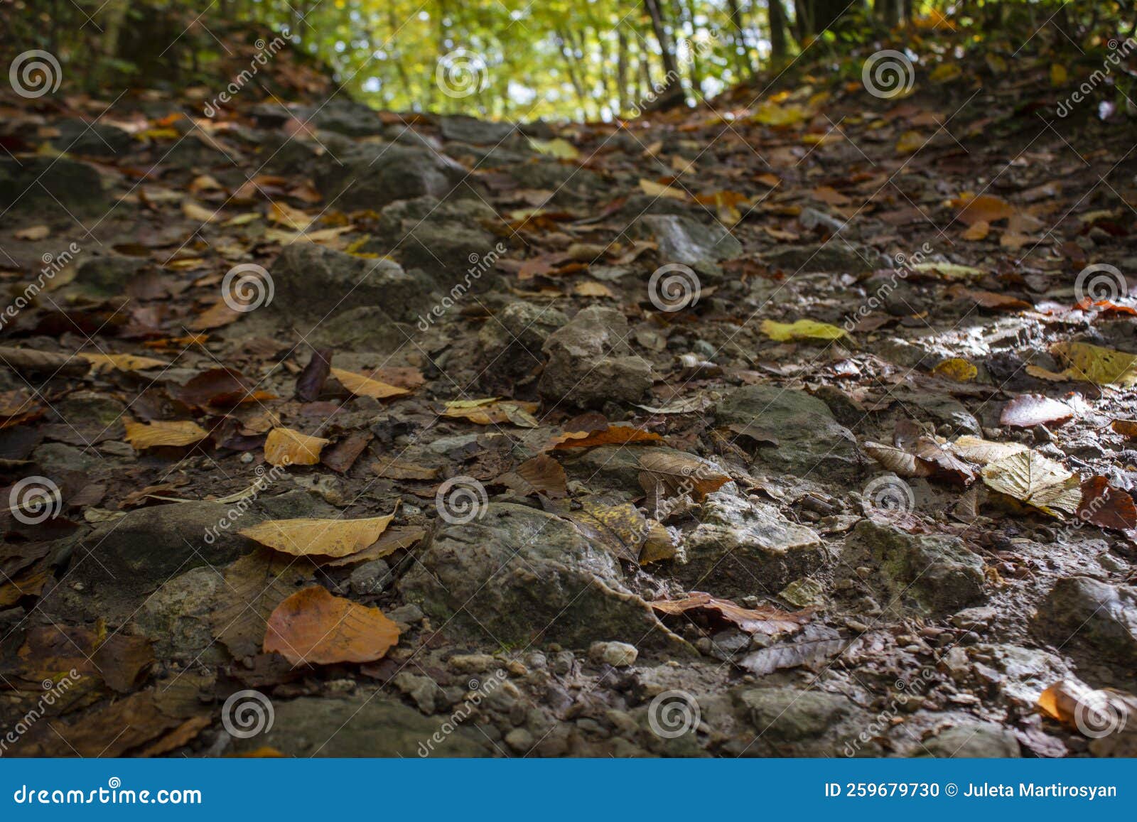 Forest Path and Autumn Leaves Stock Photo - Image of outdoors, outdoor ... Forest Path and Autumn Leaves Stock Photo - Image of outdoors, outdoor ...