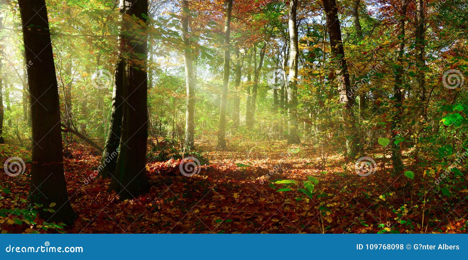 Forest Path in Autumn Light Stock Photo - Image of mist, outdoors ...