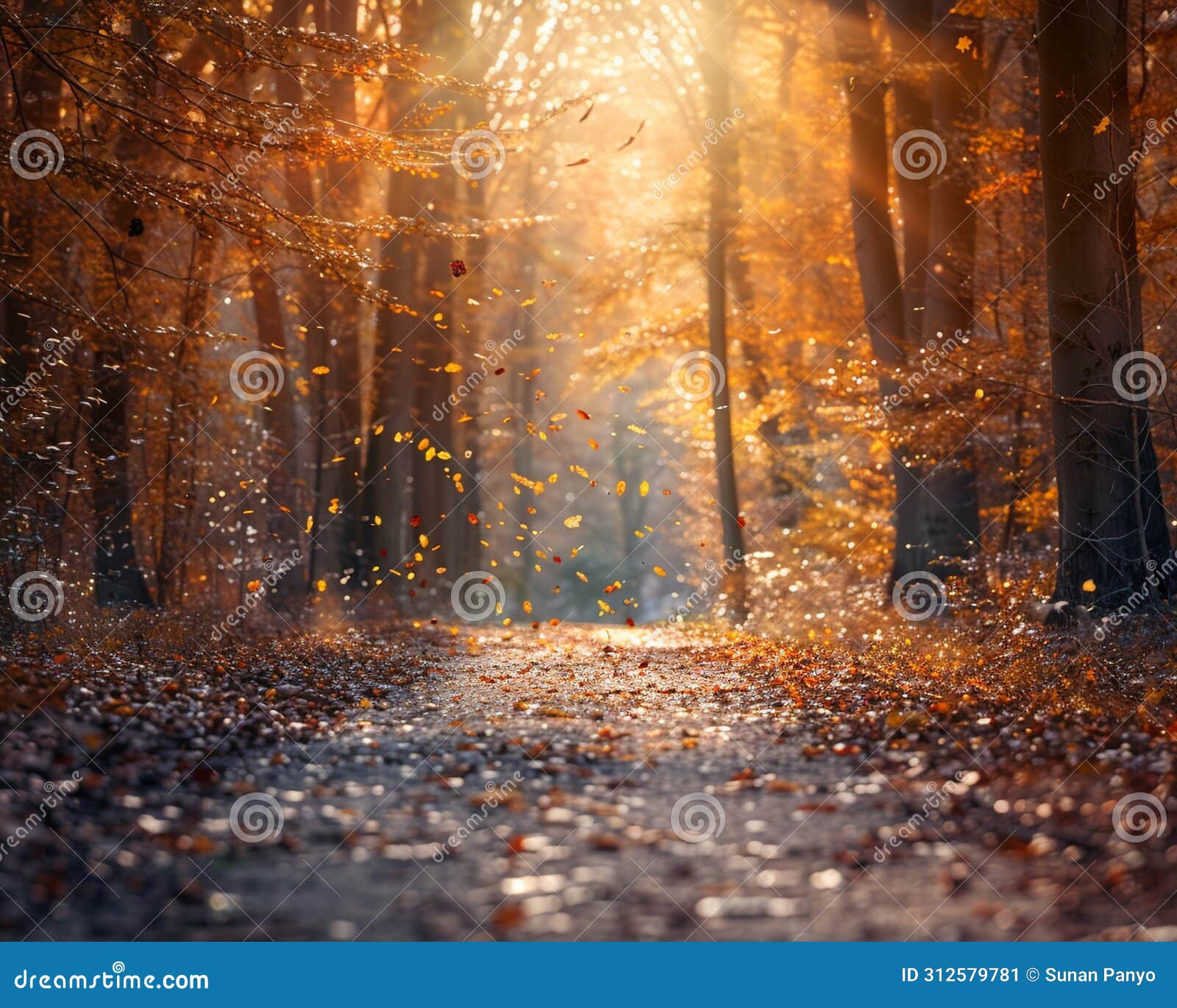 Forest Path in Autumn, Low Sun through Trees, Leaves Scattering , Clean ...