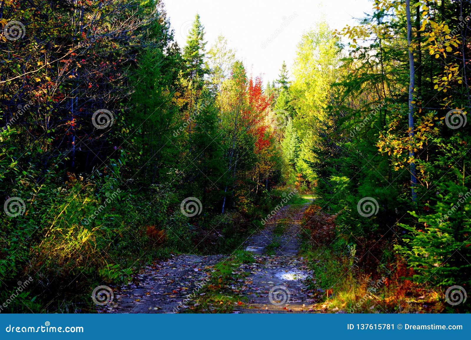 Forest Path in Autumn after Rain Stock Image - Image of colorful, road ...