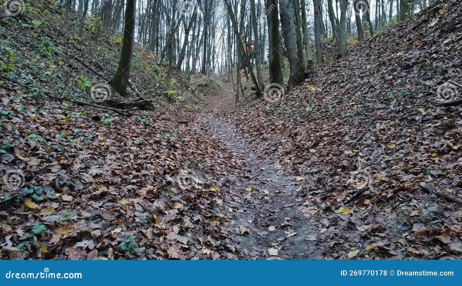 Forest path in autumn vibe stock photo. Image of wetland - 269770178