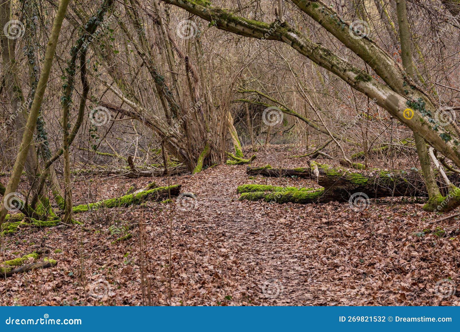 A Lonely Path through the Winter Forest with Fallen Trees on the Ground ...
