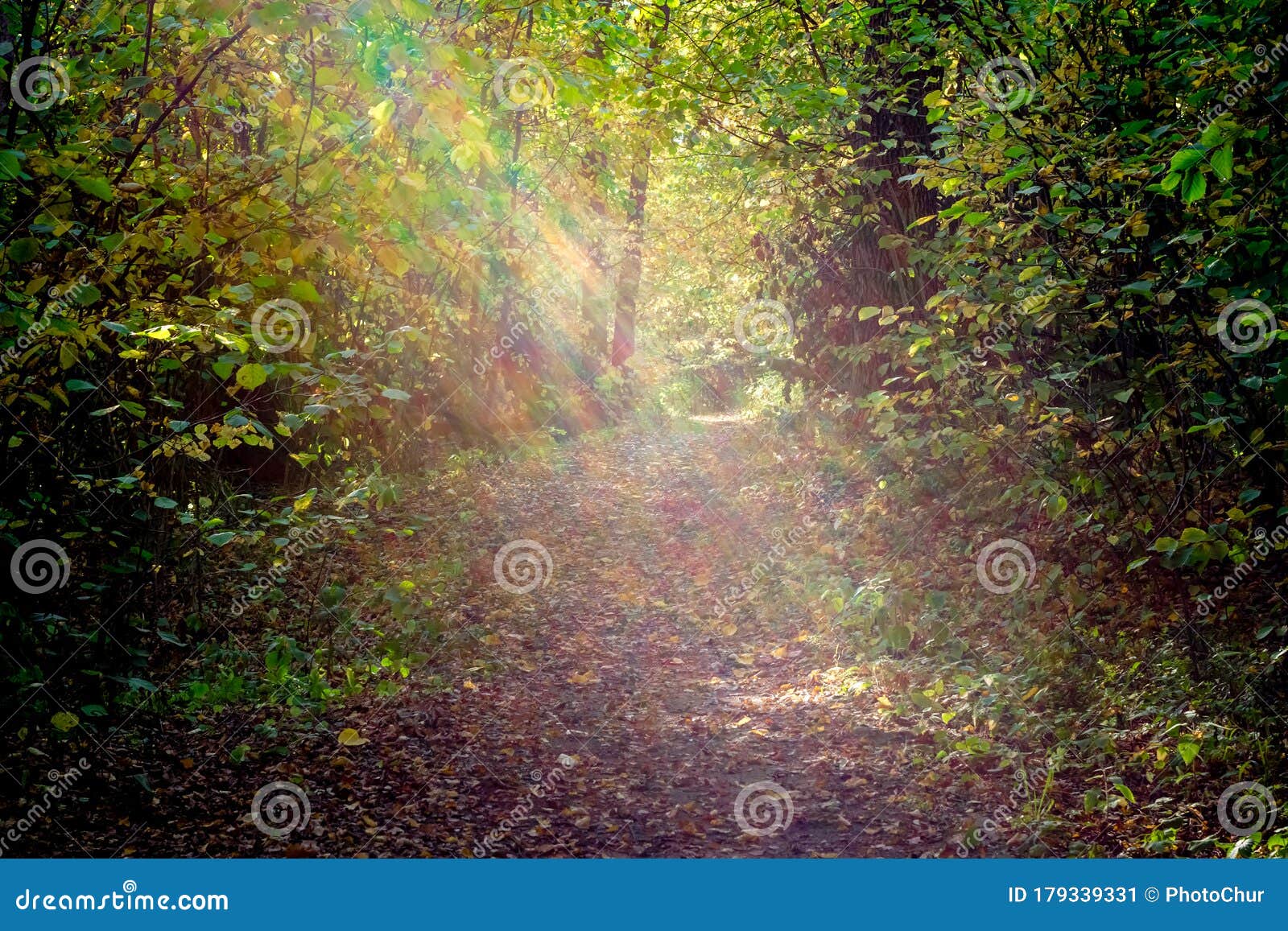 Forest Path Bathed in Sunlight Stock Image - Image of beauty ...