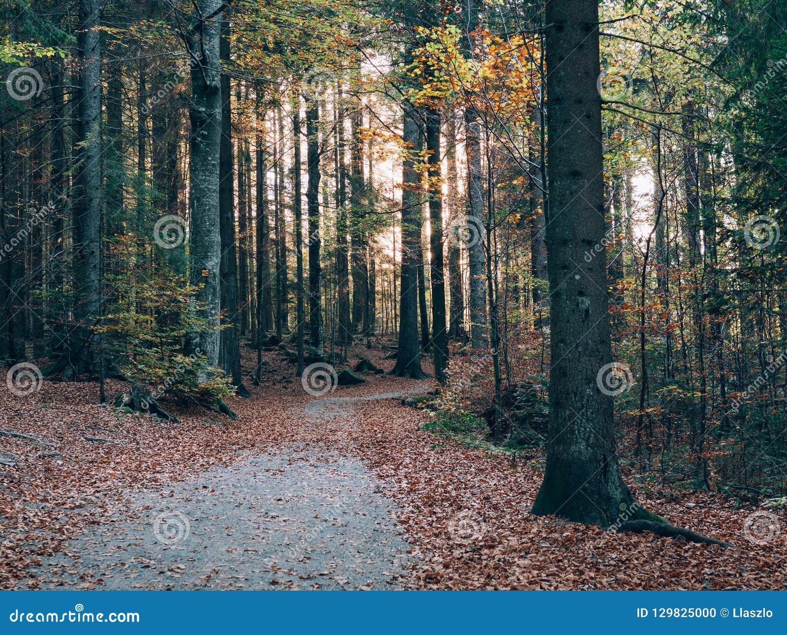 Forest Path. Beautiful Autumn Forest Landscape Stock Photo - Image of ...