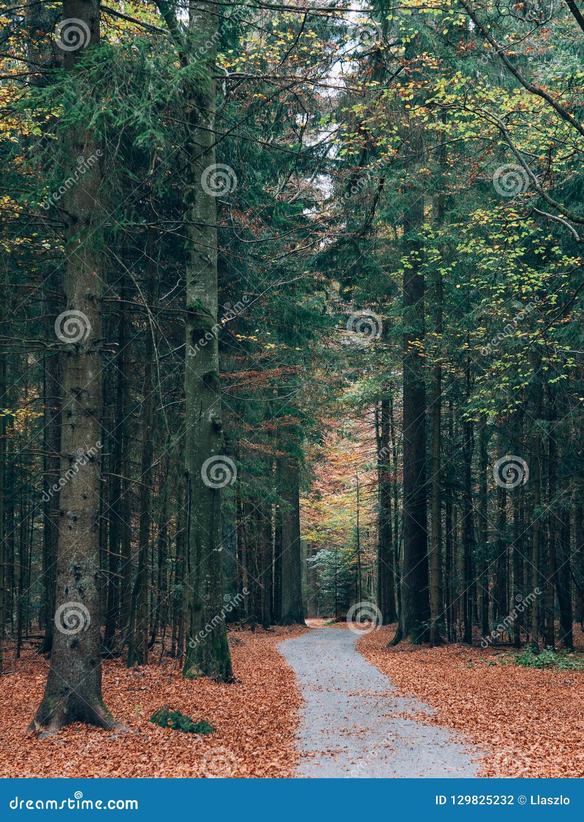 Forest Path. Beautiful Autumn Forest Landscape Stock Photo - Image of ...