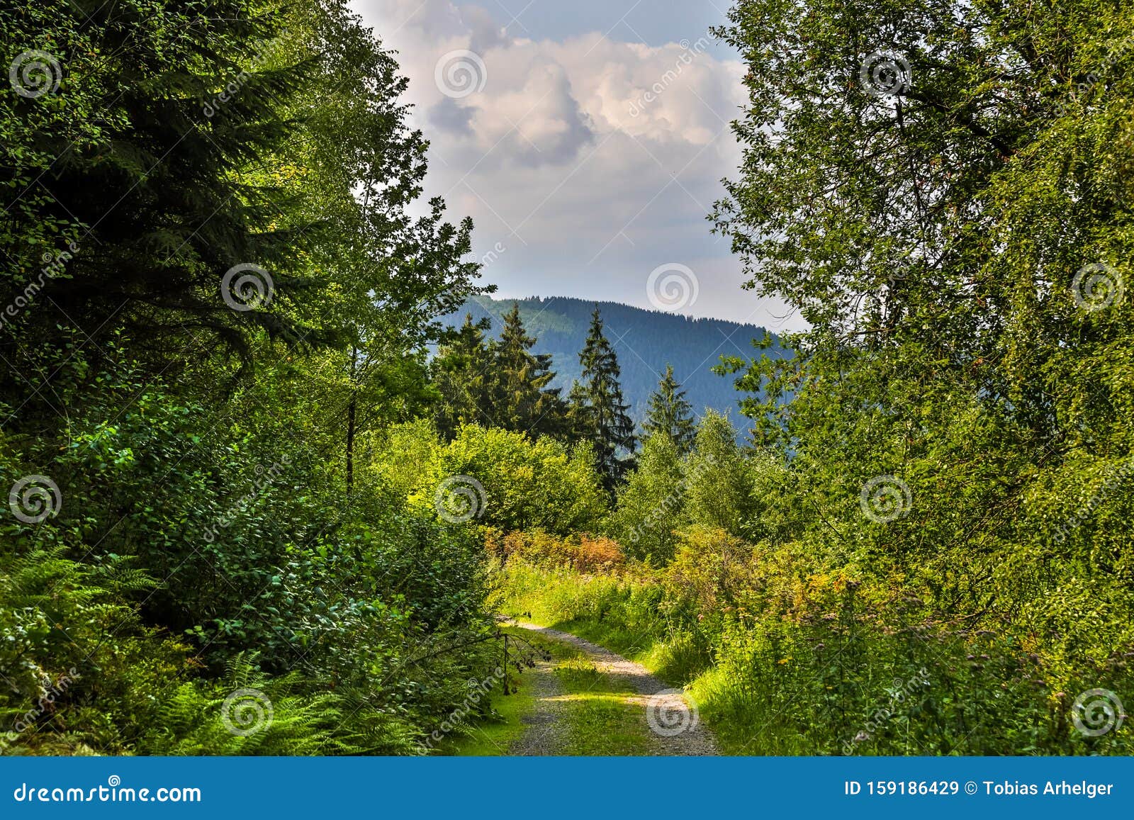 Forest Path in a Beautiful Naturescape Stock Image - Image of tree ...