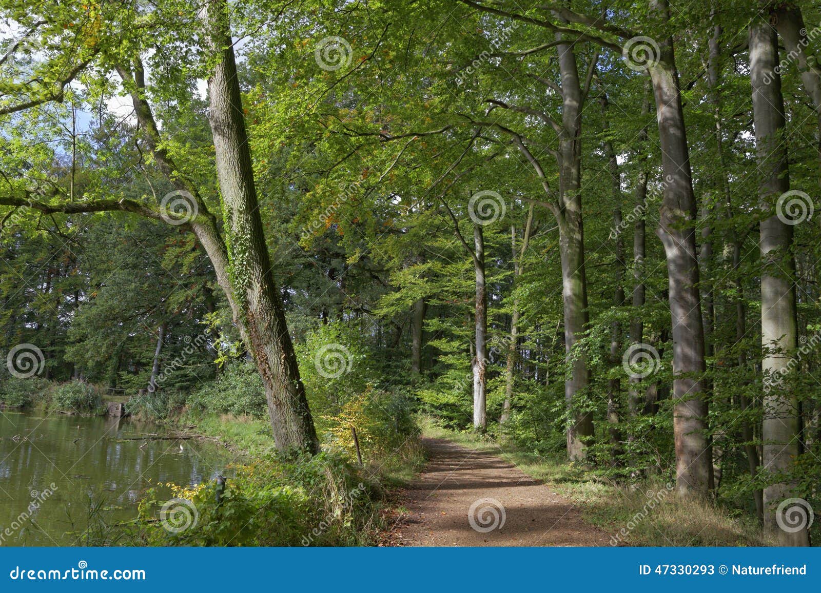 Forest Path with Beeches in Autumn, Lower Saxony, Germany Stock Image ...