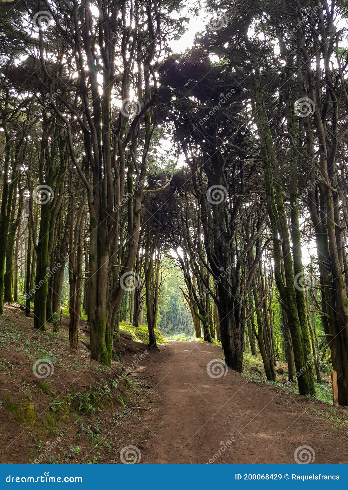 Forest path with big trees stock image. Image of plant - 200068429