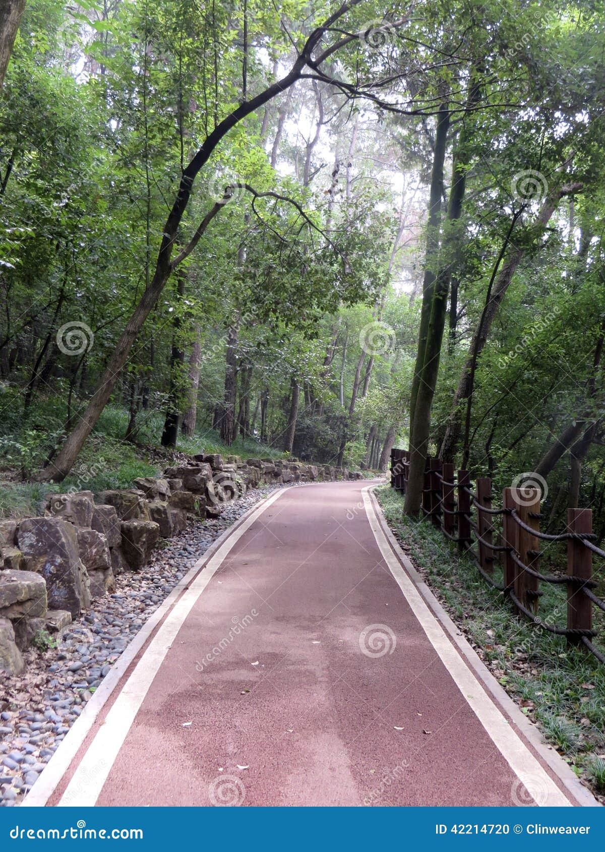 Forest Path stock photo. Image of bike, trunk, woods - 42214720