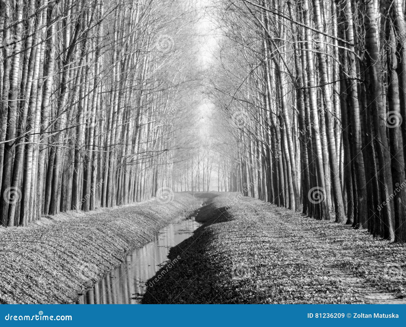 Forest Path Black and White Stock Image - Image of nature, forest: 81236209