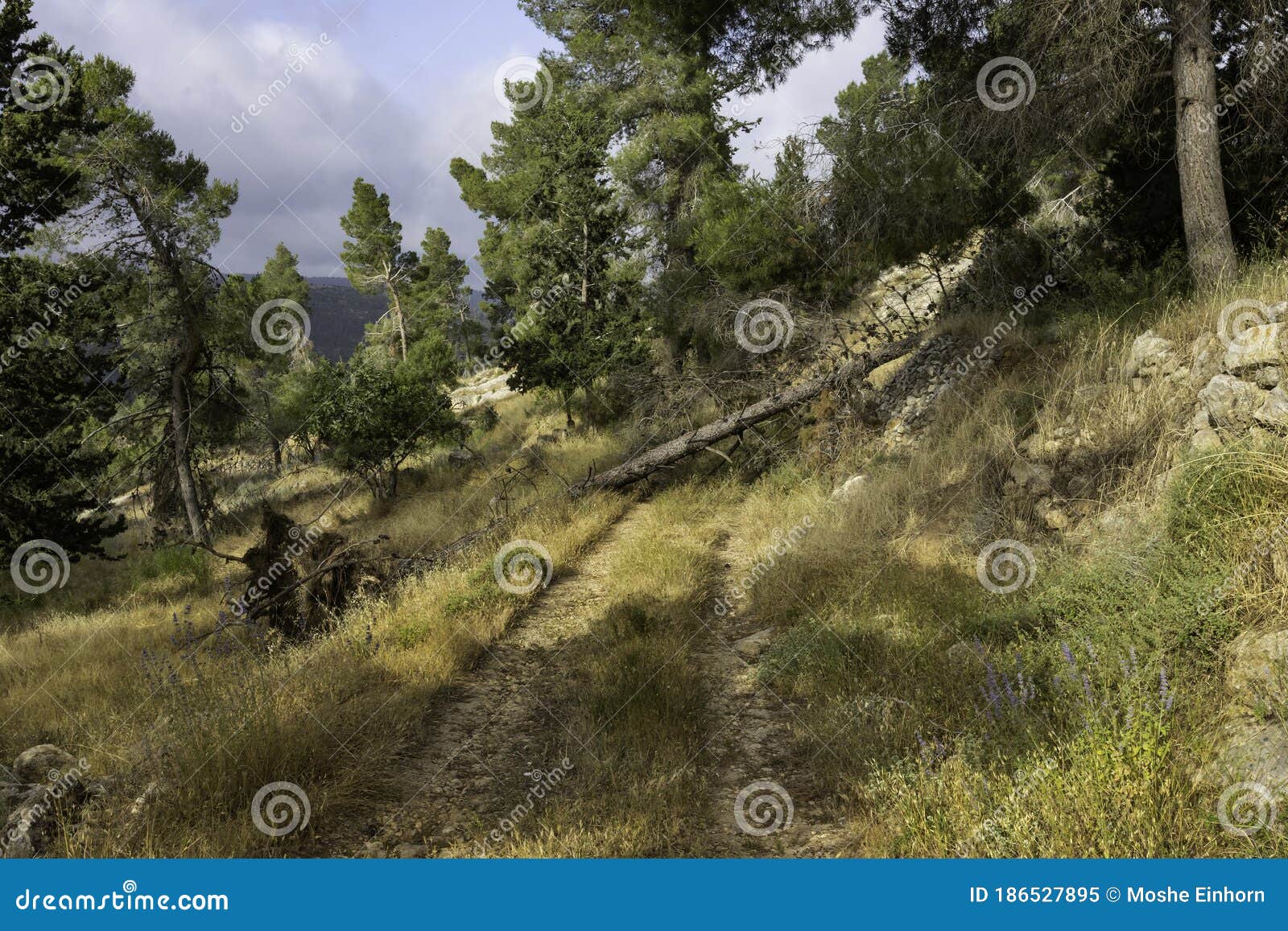 A Forest Path Blocked by a Fallen Tree Stock Image - Image of fallen ...