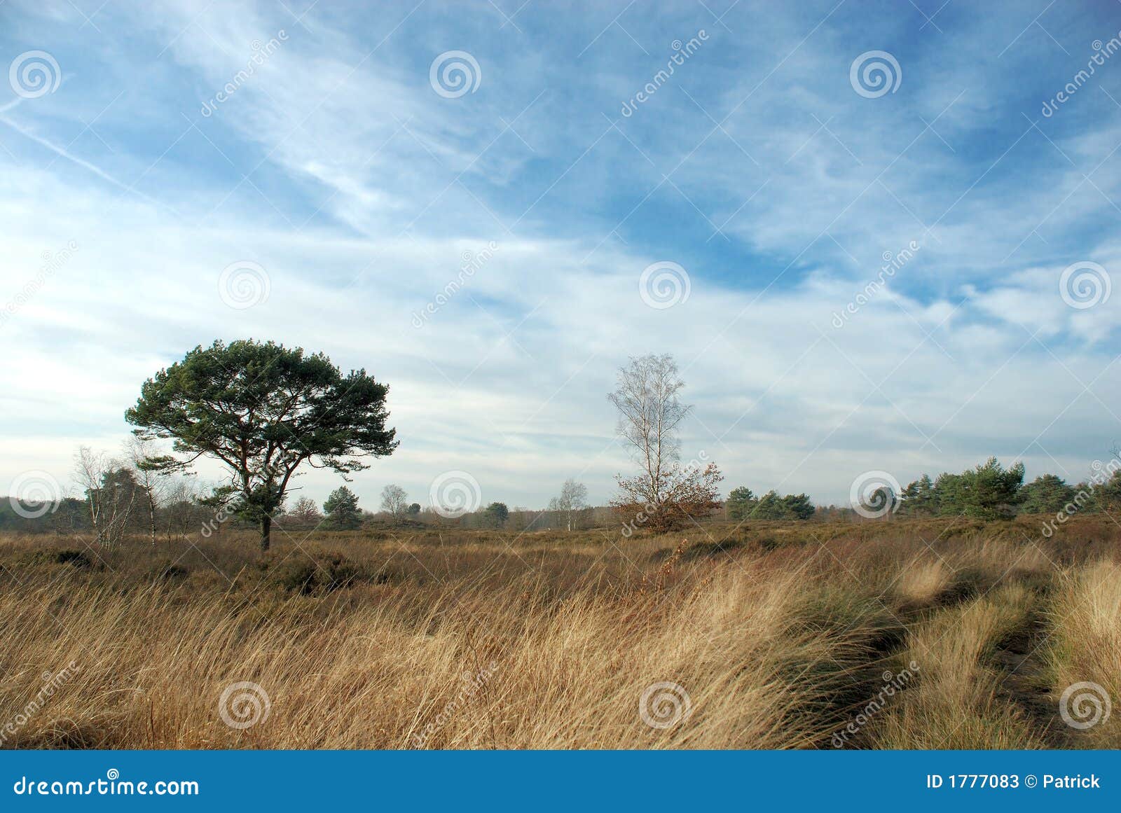 Forest path with blue sky. stock image. Image of forest - 1777083