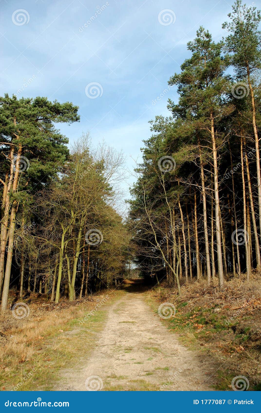 Forest path with blue sky. stock image. Image of hiking - 1777087