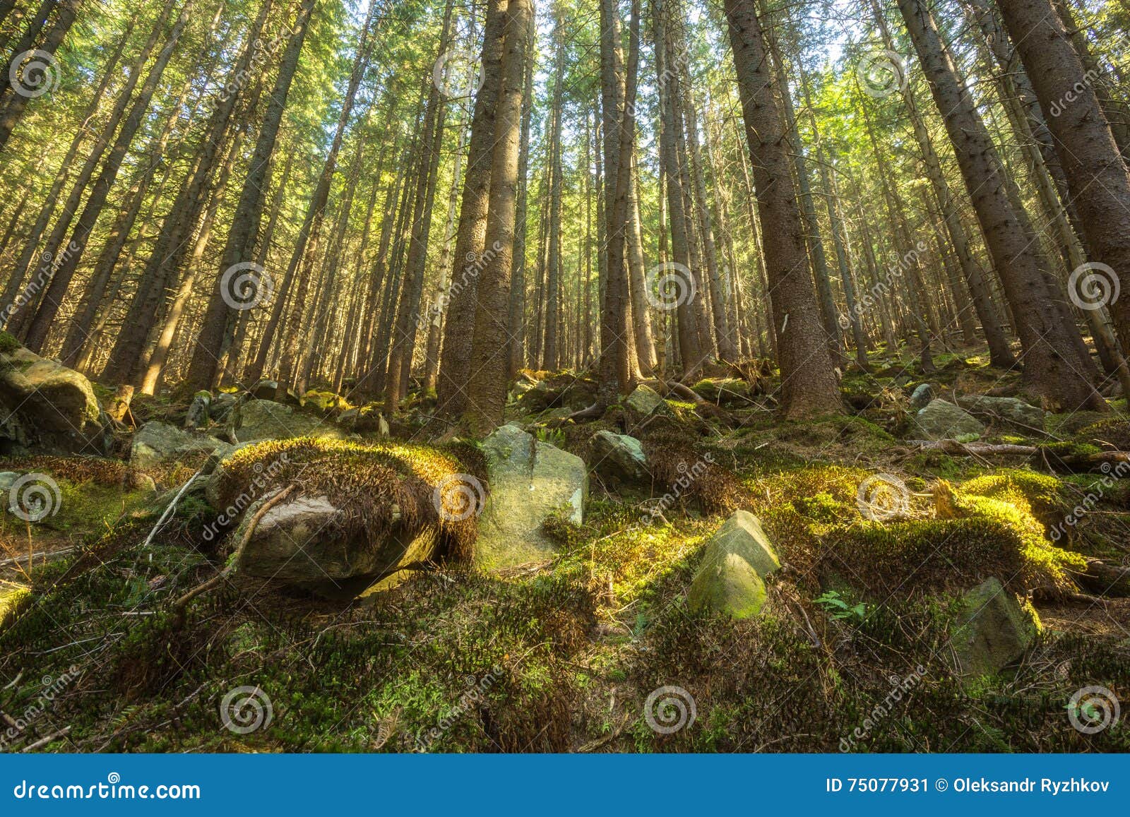 Forest Path on the Border between Coniferous Trees. Stock Image - Image ...