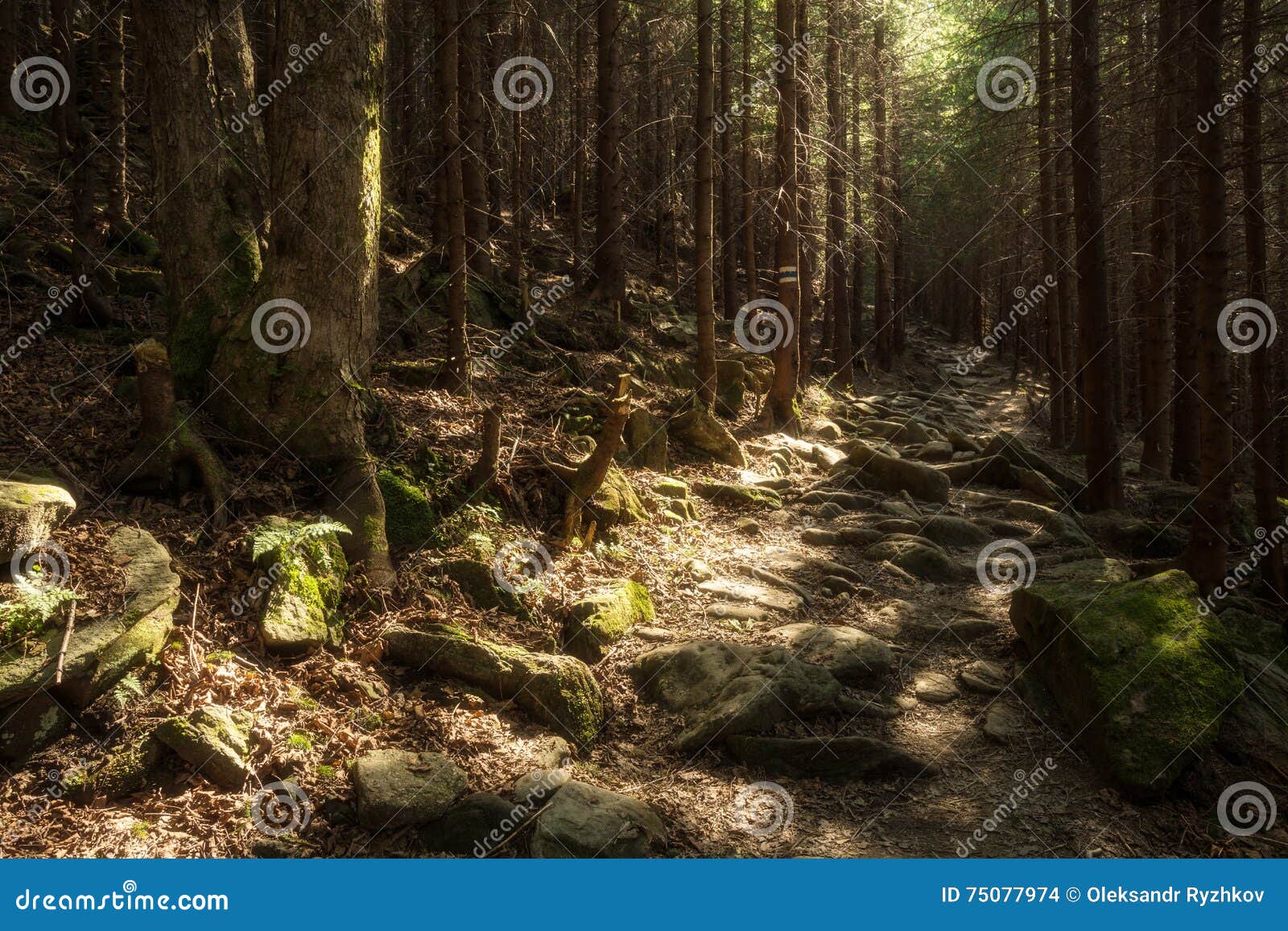 Forest Path on the Border between Coniferous Trees. Stock Photo - Image ...