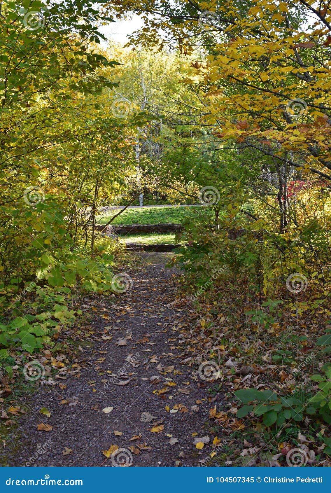 Forest Path Bordered by Changing Fall Leaves Stock Image - Image of ...