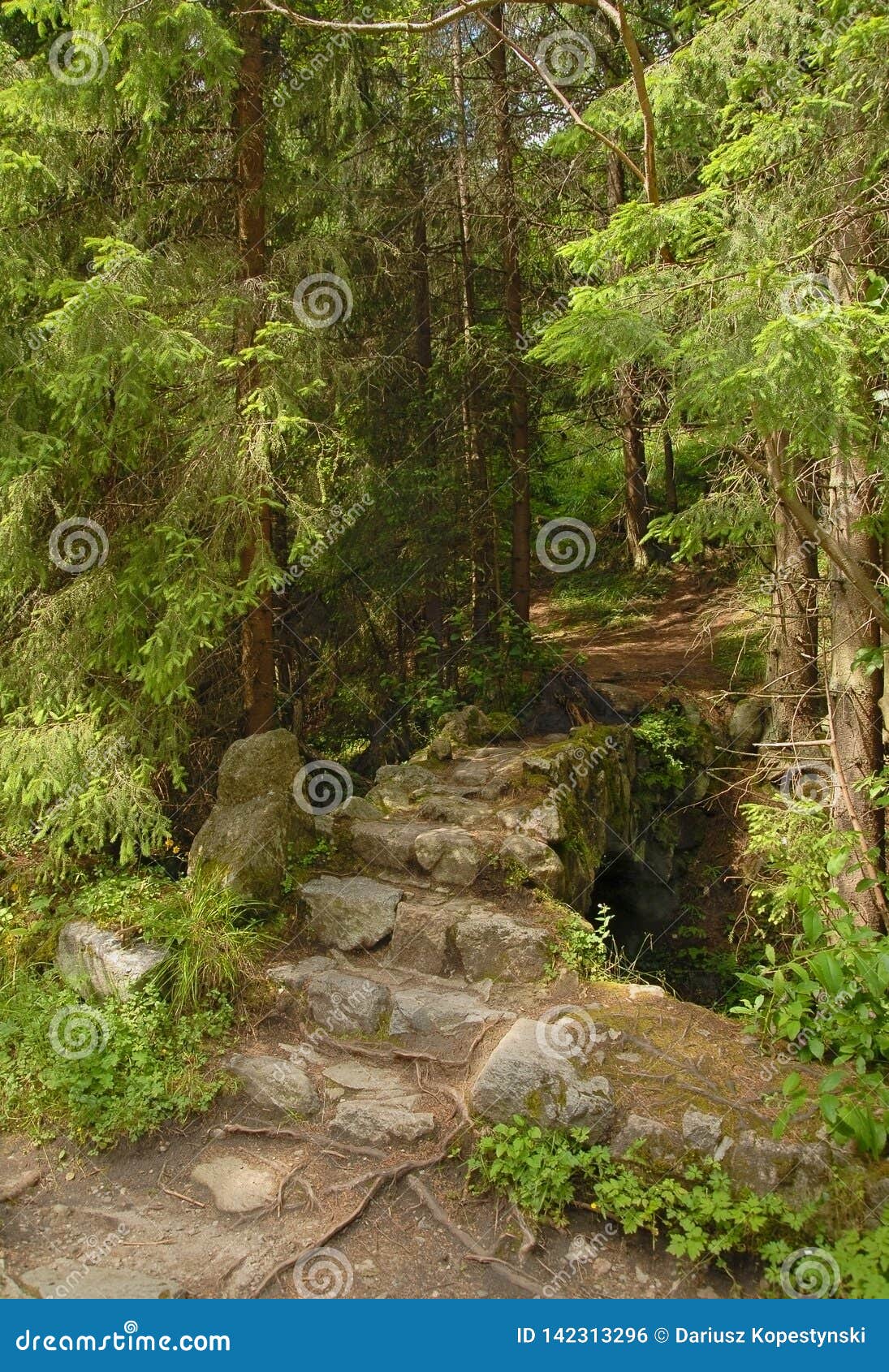 Forest path with bridge stock photo. Image of poland - 142313296