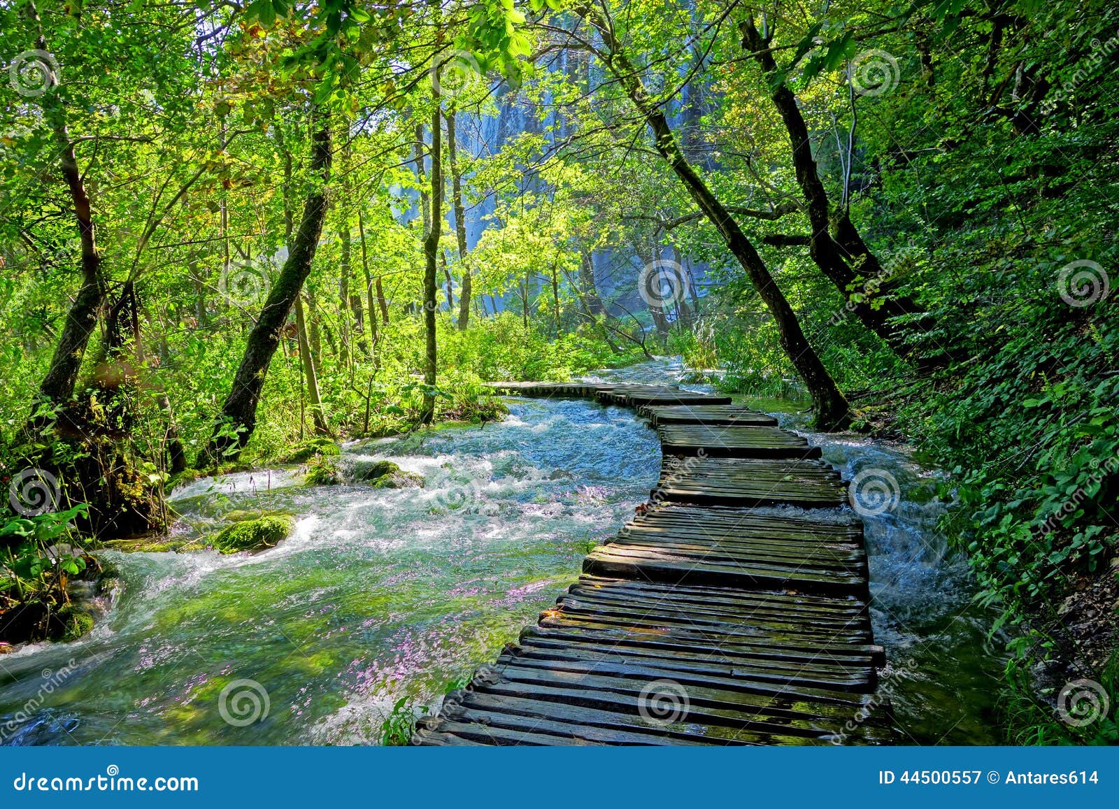 Forest path stock image. Image of croatia, crystal, paradise - 44500557