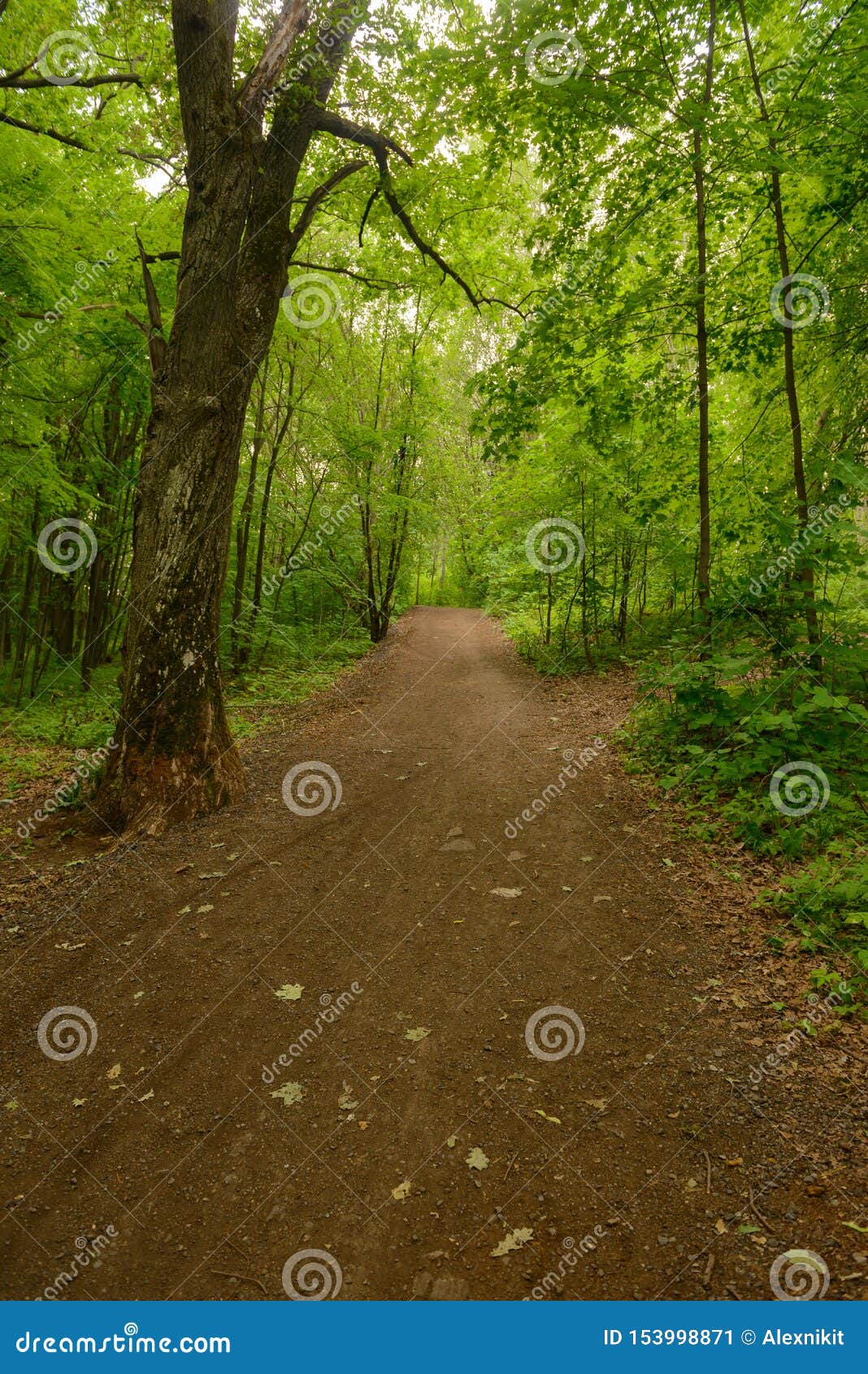 Forest Path through Bright Green Trees on a Summer Day Stock Image ...