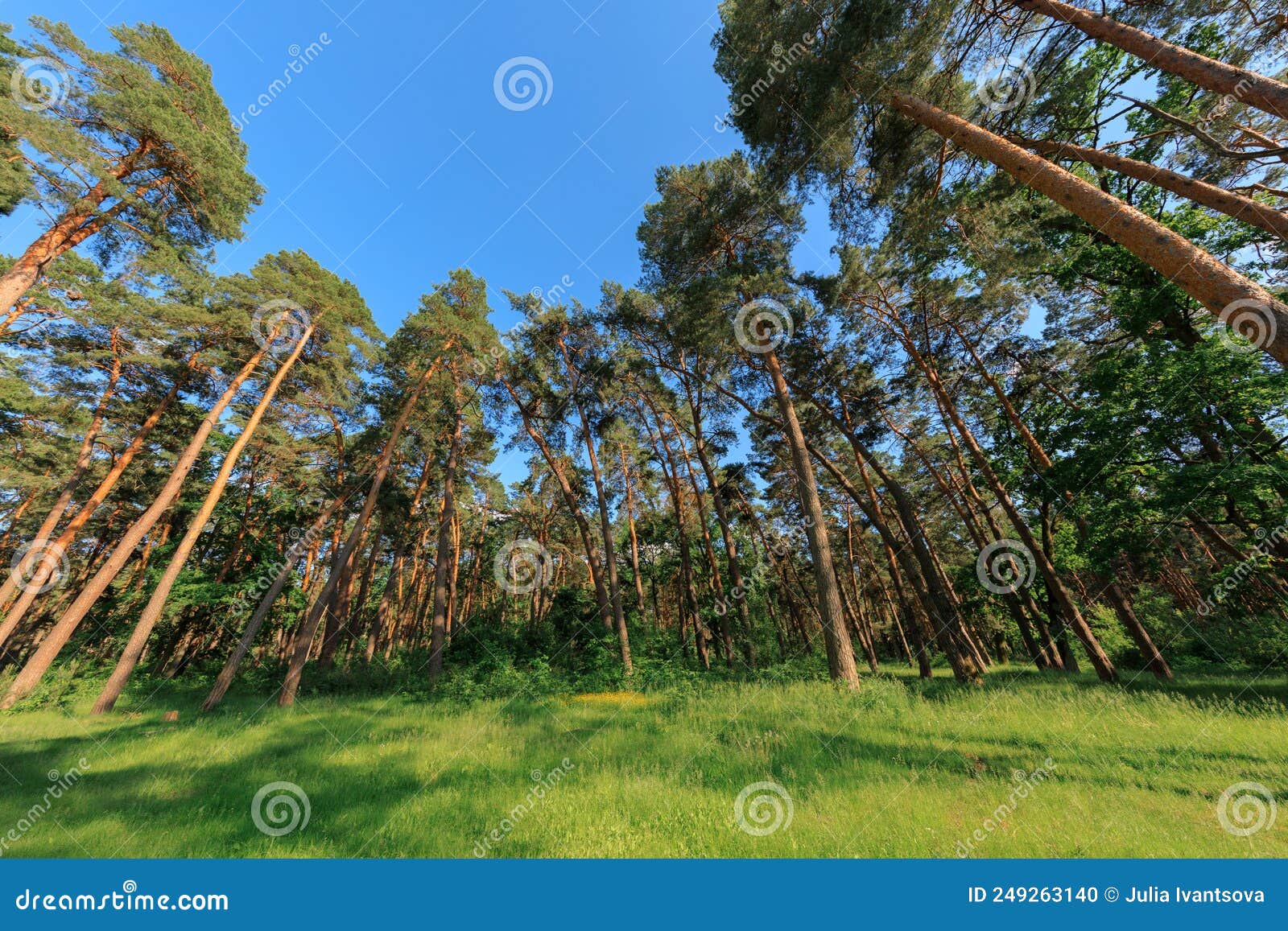 Forest with Path and Bright Sun Shining through the Trees Stock Photo ...