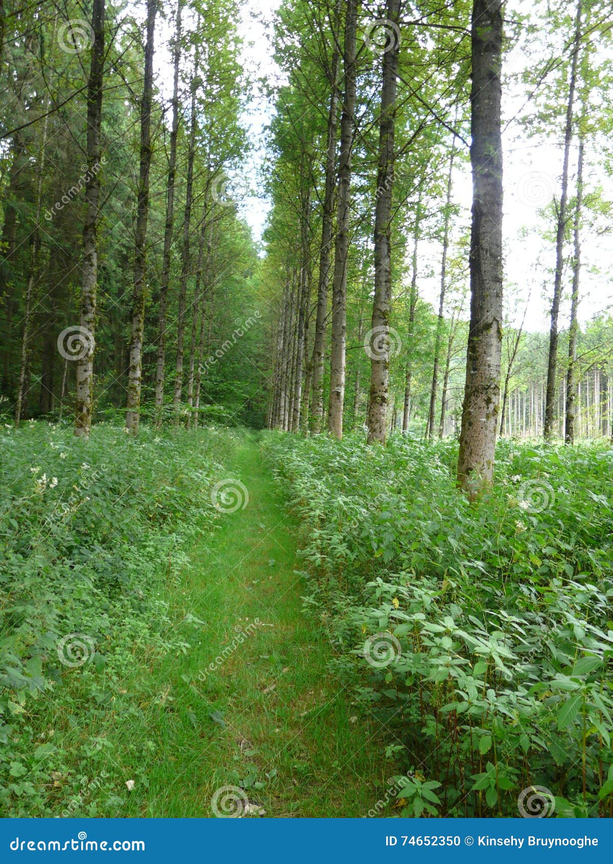 Forest path stock photo. Image of bushes, side, path - 74652350