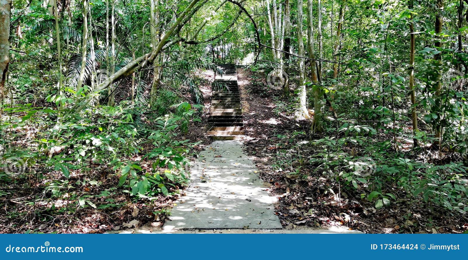 Forest Path in Central Nature Reserve Stock Photo - Image of catchment ...