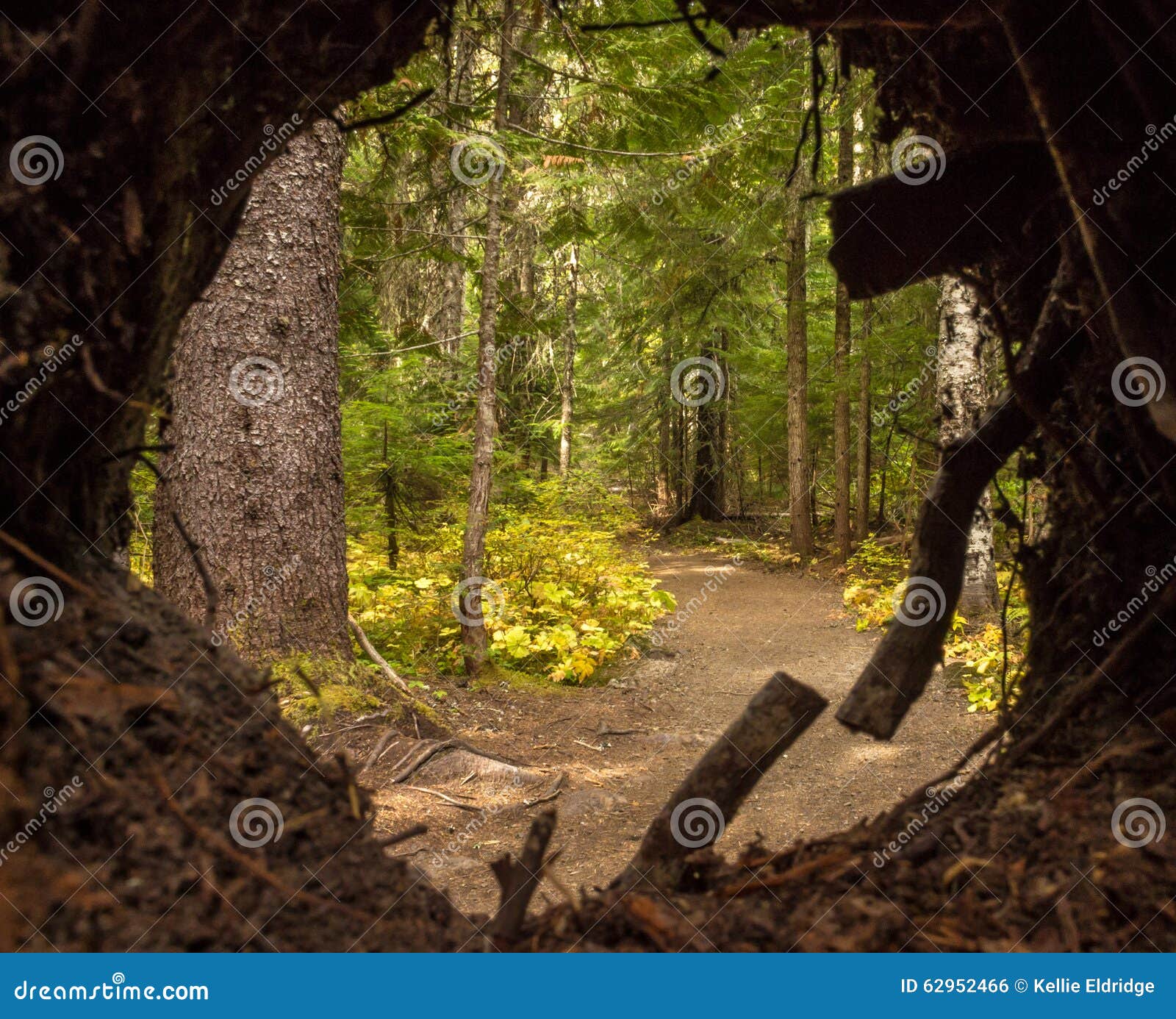 Forest Path through a Circular Opening Stock Photo - Image of path ...