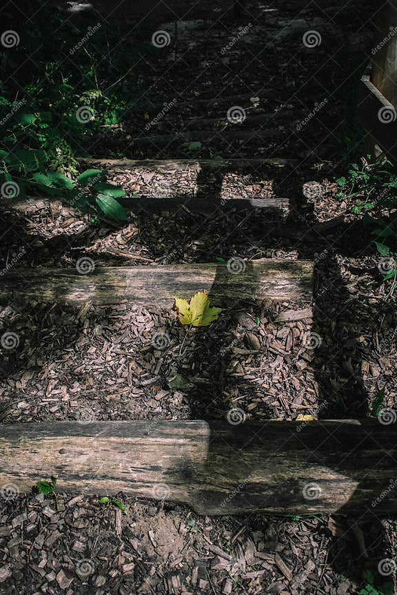 Path stock image. Image of path, nature, sunny, stairs - 100023261