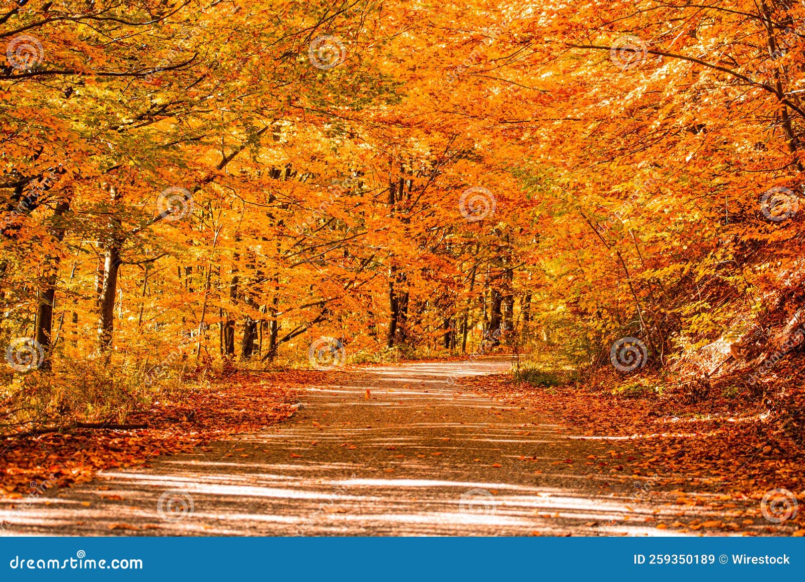Forest Path Covered with Sunlit Trees in Autumn Colors, Leaves on the ...