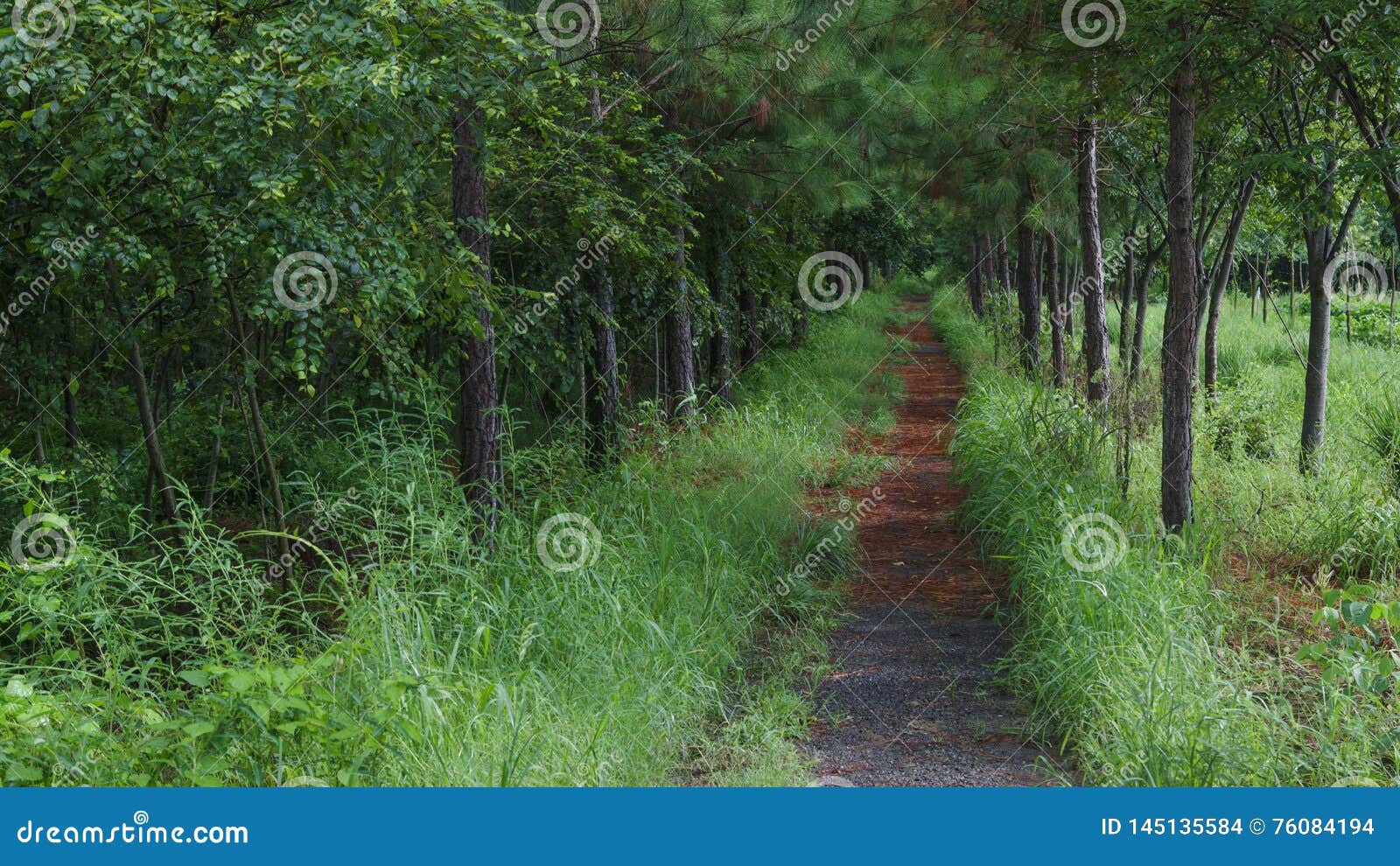 Quiet Path through the Forest Stock Photo - Image of path, leading ...