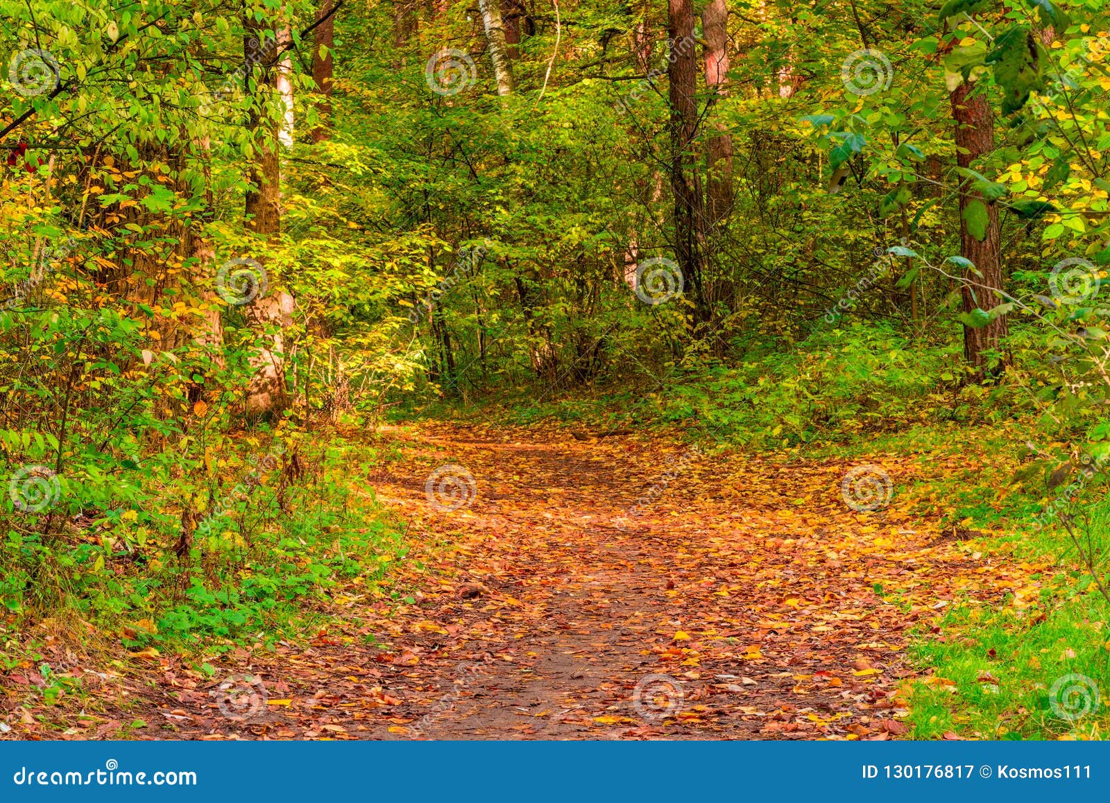 Forest Path Covered with Yellow Autumn Leaves Stock Image - Image of ...