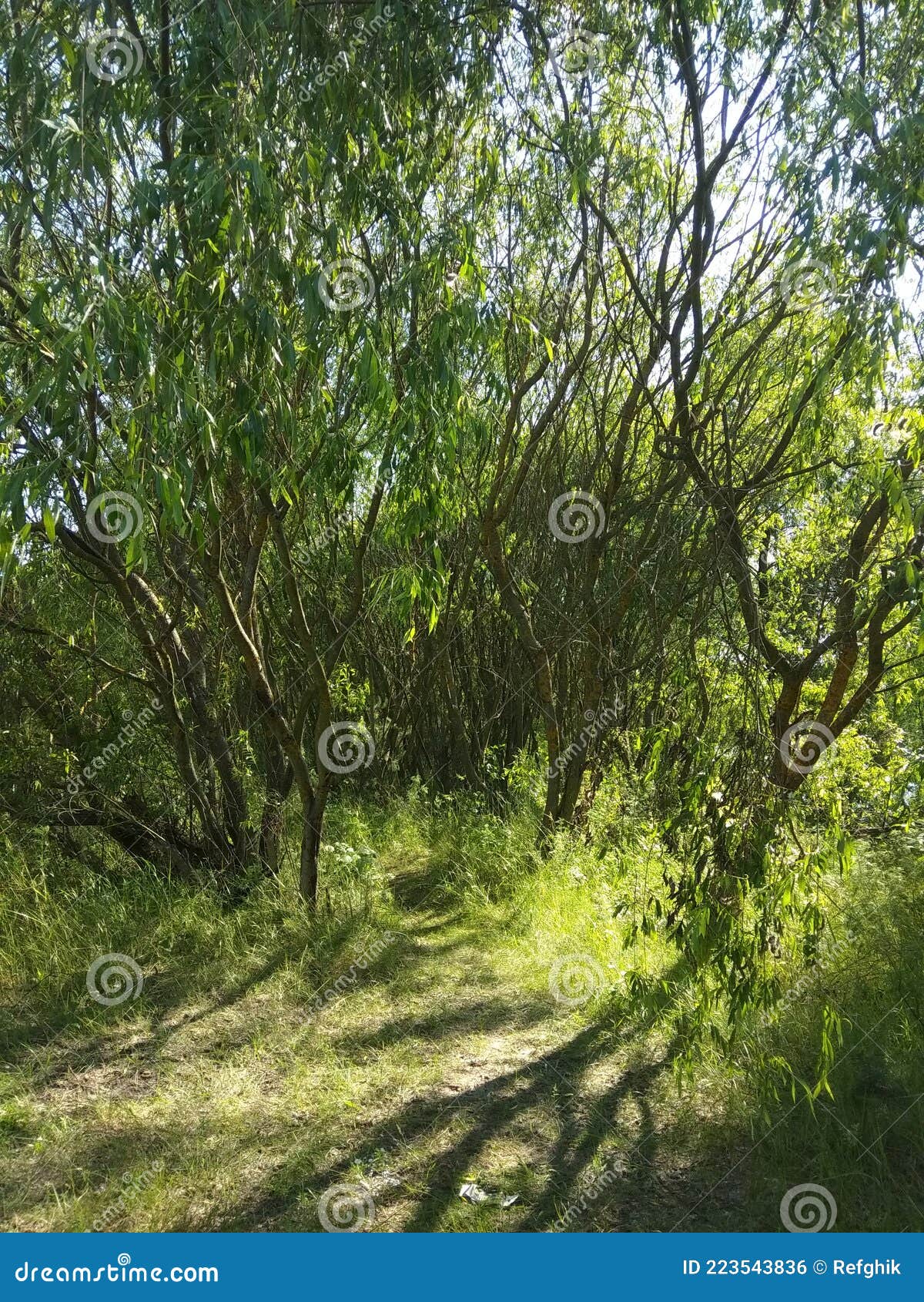 Fabulous Forest Path. Curved Tree Branches. the Sun`s Rays Shine ...