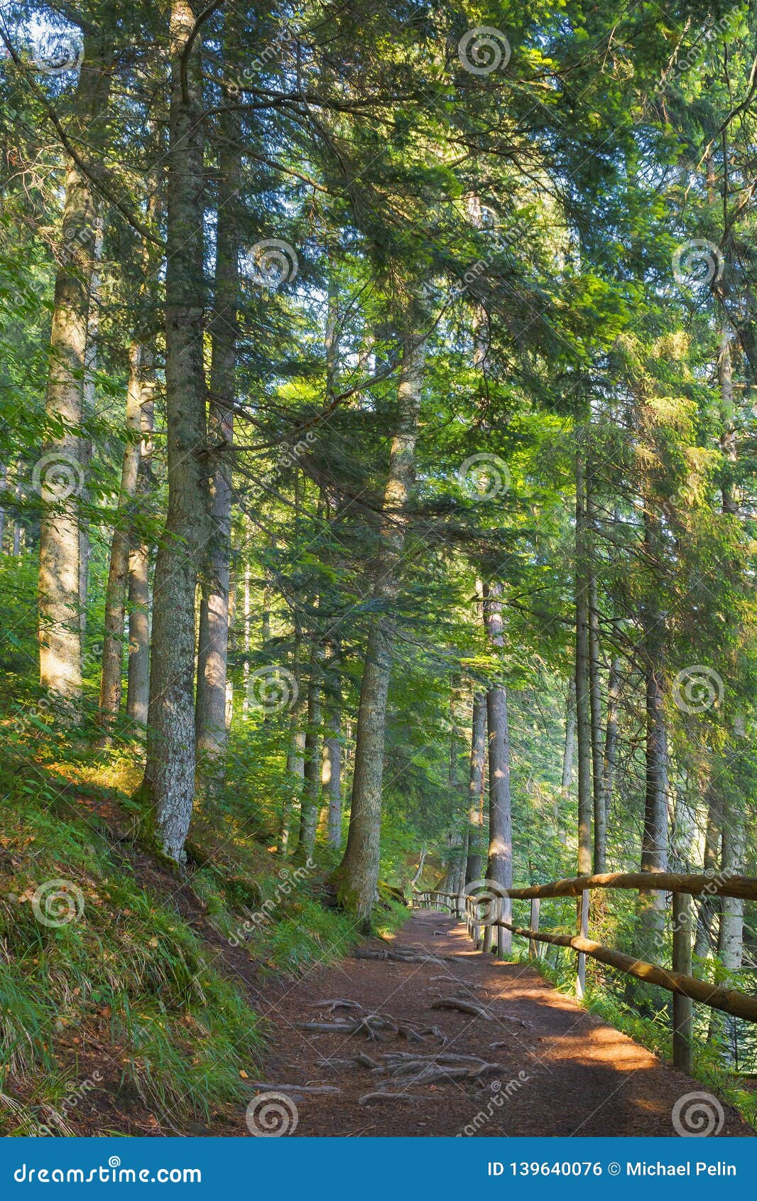 Forest Path in Dappled Light Stock Photo - Image of spring, background ...