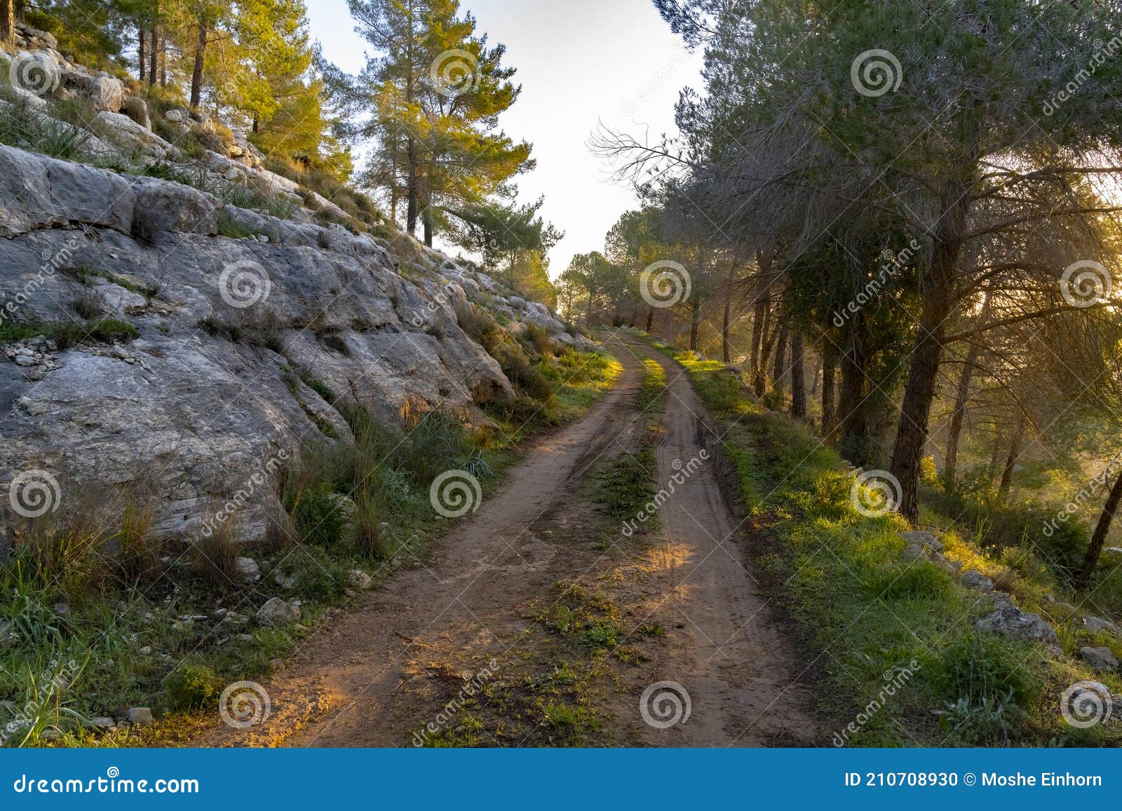 A Forest Path at Dawn stock photo. Image of outdoors - 210708930