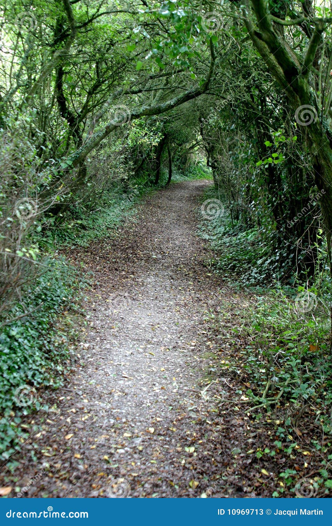 Forest path in Devon stock image. Image of forest, countryside - 10969713