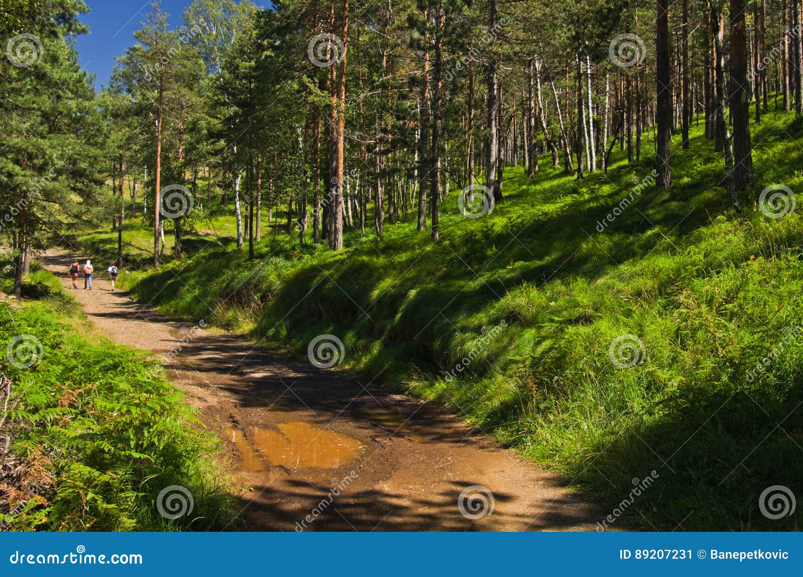 Forest Path at Divcibare Mountain Stock Image - Image of grass ...
