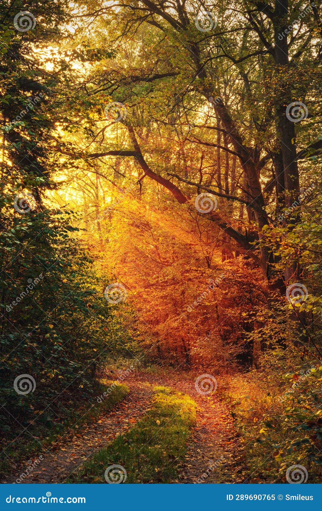 Forest Path with Dramatic Gold Light Stock Image - Image of orange ...