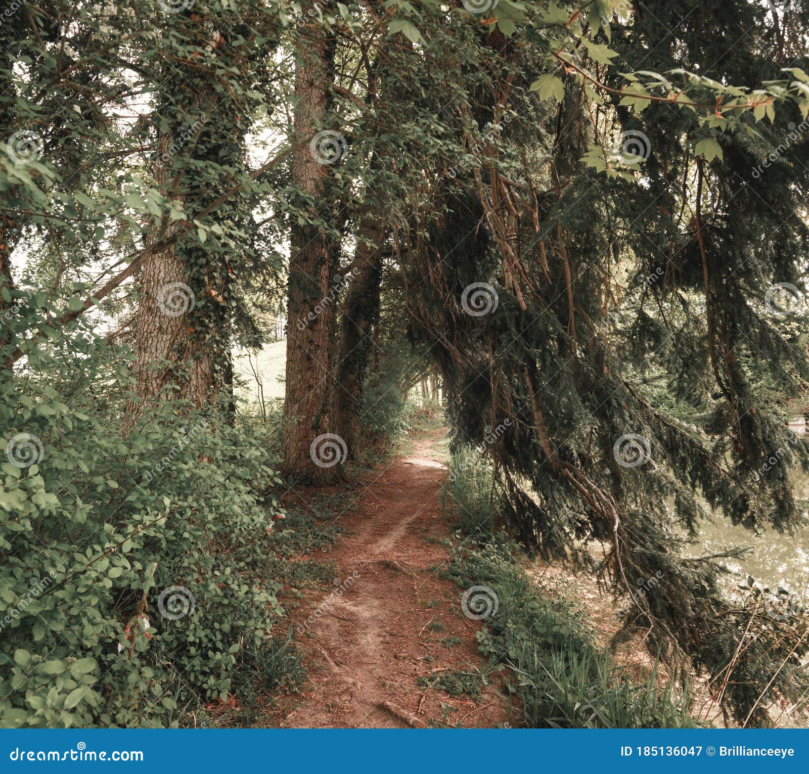 Forest Path through Drooping Branches with Bright Spot at the End Stock ...
