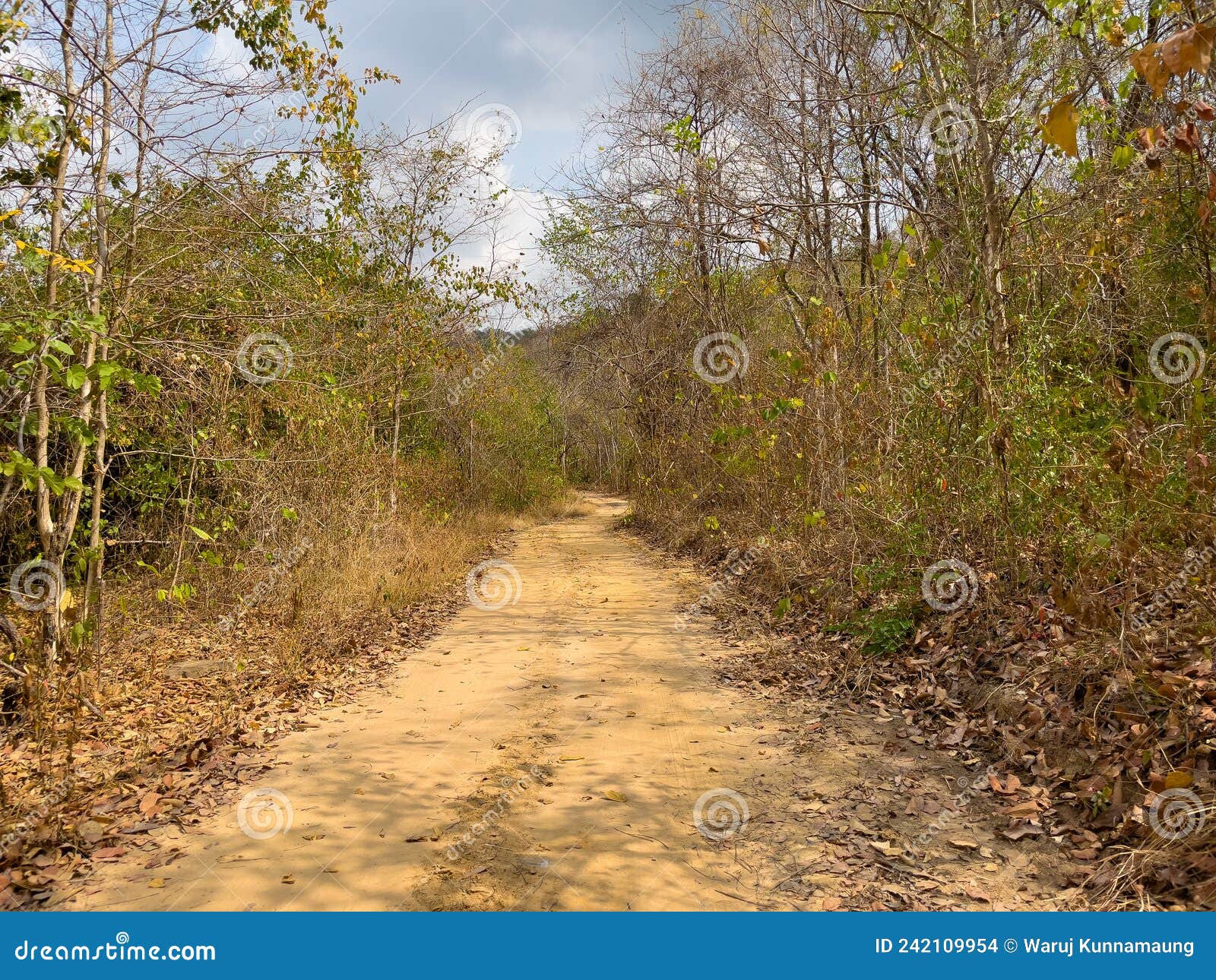 Forest Path in the Dry Season. Stock Photo - Image of hill, soil: 242109954