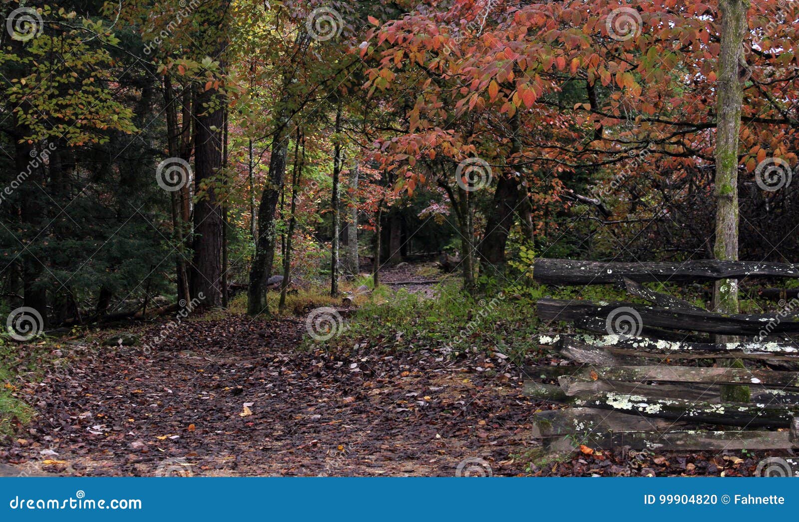 Forest path in early fall stock photo. Image of changing - 99904820